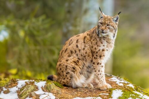 Lince: carattere, dove è presente, gestazione | zooplus Magazine