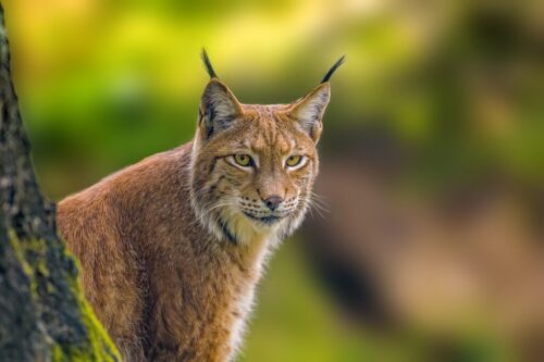 Lince: carattere, dove è presente, gestazione | zooplus Magazine