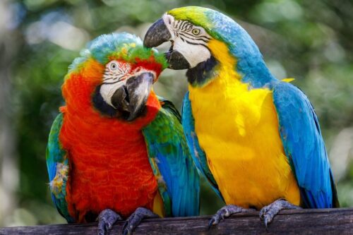 Ara Gialloblu (ara ararauna): habitat, prezzo, alimentazione | zooplus ... Ara Gialloblu (ara ararauna): habitat, prezzo, alimentazione | zooplus ...