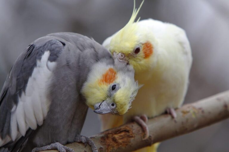 Calopsitta: habitat, riproduzione, prezzo, cibo | zooplus Magazine