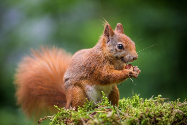 Scoiattolo: habitat, aspetto, comportamento | zooplus Magazine