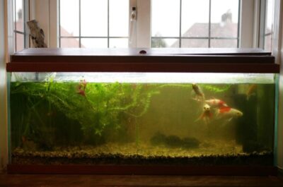 Perché l’acqua del mio acquario è torbida? | zooplus Magazine