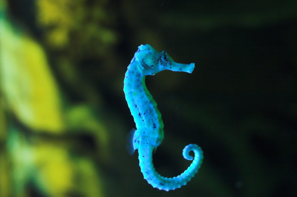 Cavallucci marini in acquario: come allevarli? | zooplus Magazine