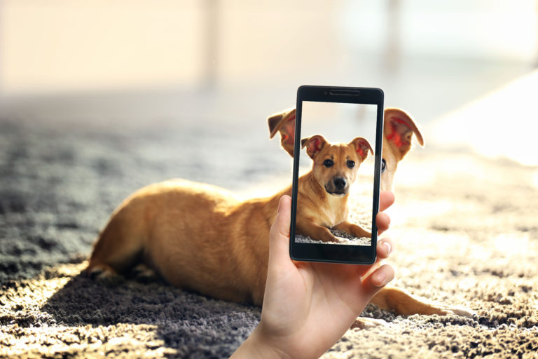 10 consigli per fare delle splendide foto al tuo cane | zooplus Magazine