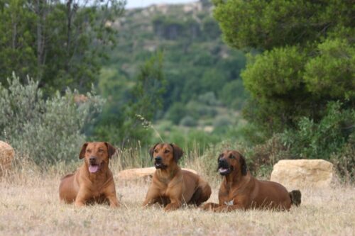 Rhodesian Ridgeback: carattere, aspetto, prezzo | zooplus Magazine