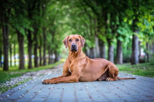 Rhodesian Ridgeback: carattere, aspetto, prezzo | zooplus Magazine