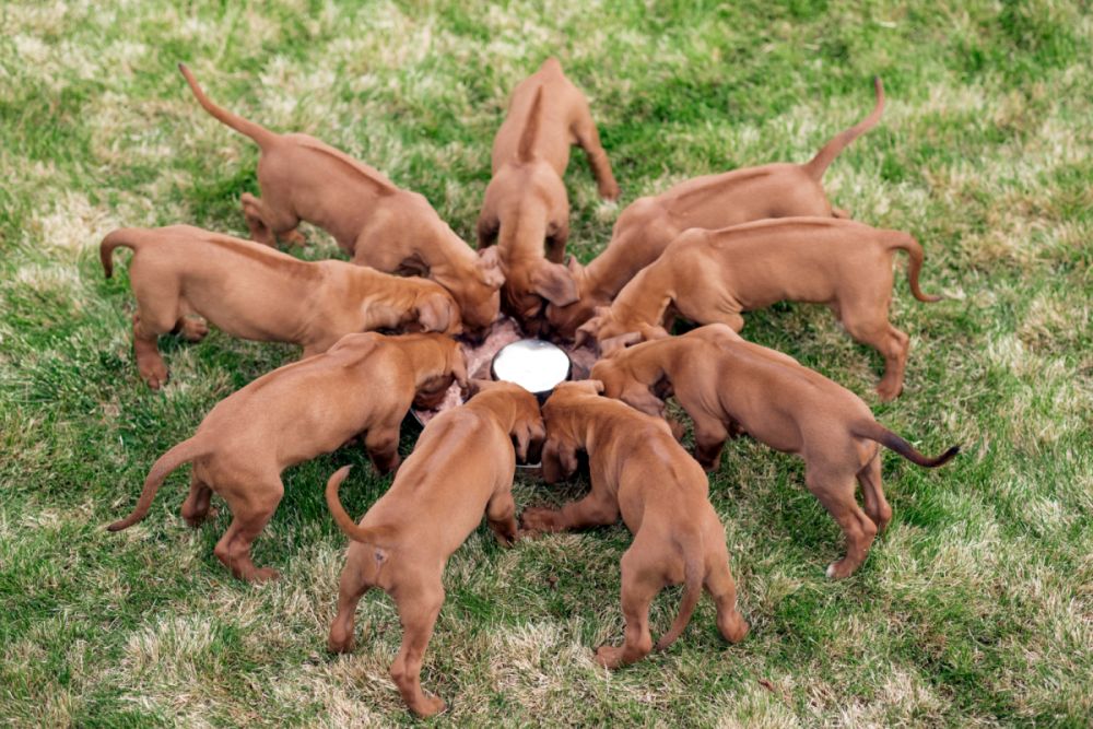 Rhodesian Ridgeback: carattere, aspetto, prezzo | zooplus Magazine