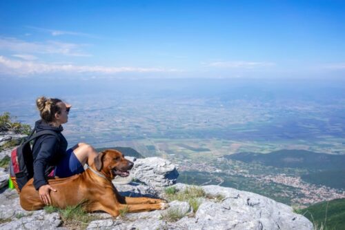 Rhodesian Ridgeback: carattere, aspetto, prezzo | zooplus Magazine