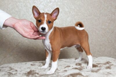 Basenji: carattere, aspetto, prezzo di questa razza | zooplus Magazine
