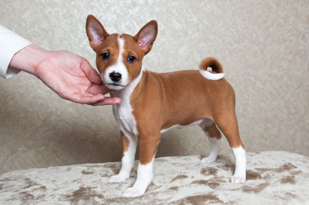 Basenji: carattere, aspetto, prezzo di questa razza | zooplus Magazine