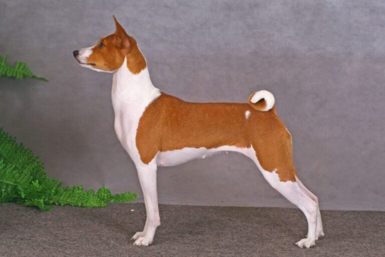 Basenji: carattere, aspetto, prezzo di questa razza | zooplus Magazine