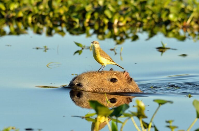 Capibara: aspetto e carattere della star dei social media | zooplus ...