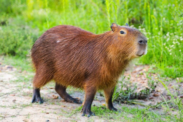 Capibara: aspetto e carattere della star dei social media | zooplus ... Capibara: aspetto e carattere della star dei social media | zooplus ...