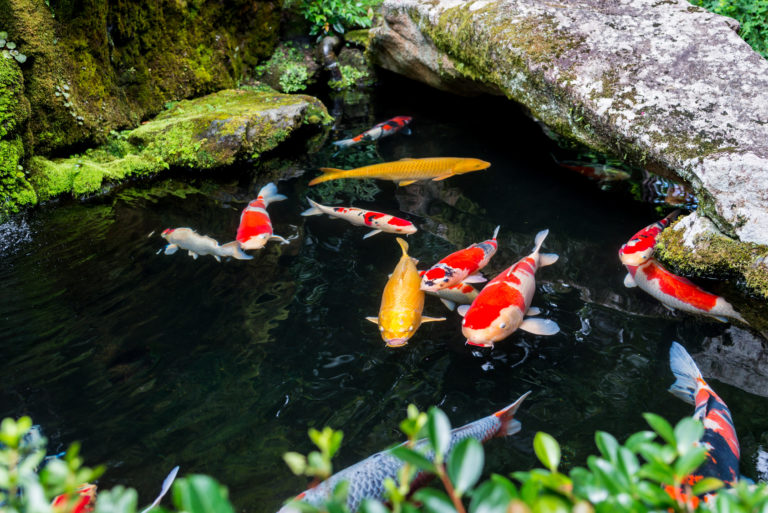 Carpa Koi: origini, allevamento, prezzo della Nishikigoi | zooplus Magazine