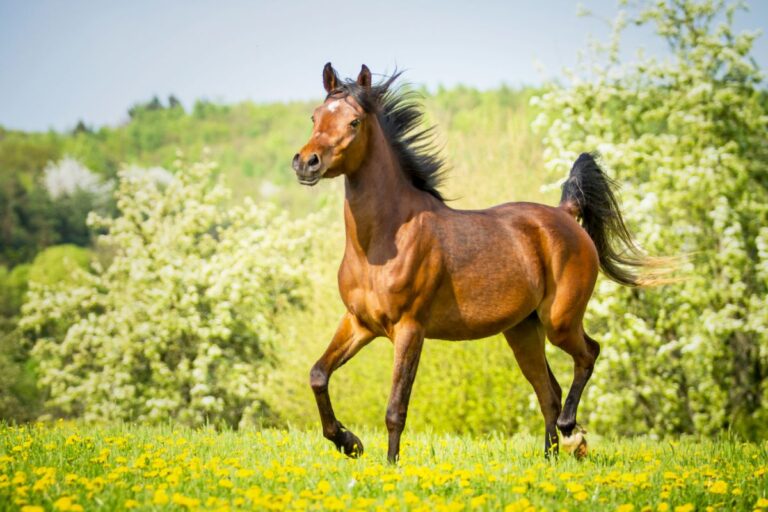 Cavallo Arabo: aspetto, colori, razze, prezzo | zooplus Magazine