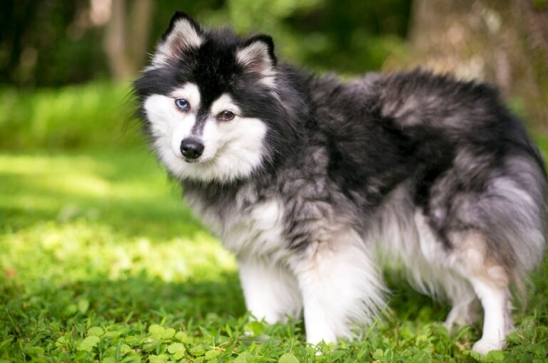 Alaskan Klee Kai: aspetto, carattere, prezzo | zooplus Magazine