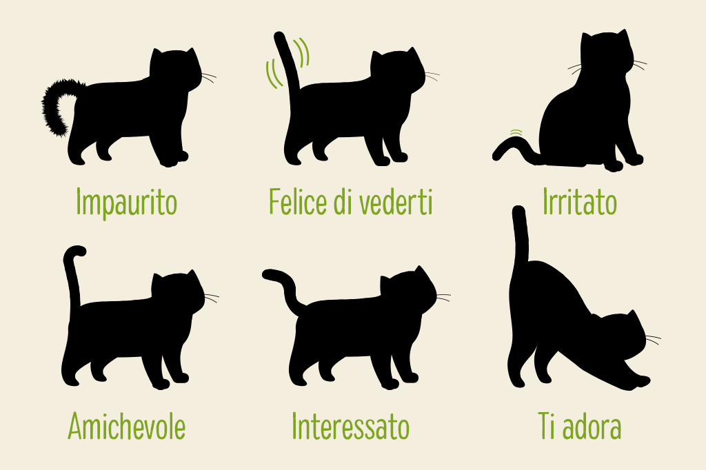 Movimenti della coda del gatto: come interpretarli | zooplus Magazine