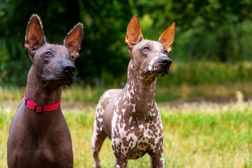 Xoloitzcuintle (cane nudo messicano): aspetto, carattere, prezzo | zooplus Magazine