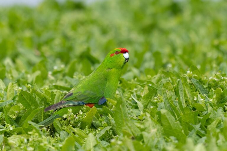 Kakariki fronte rossa: habitat, colori, prezzo | zooplus Magazine