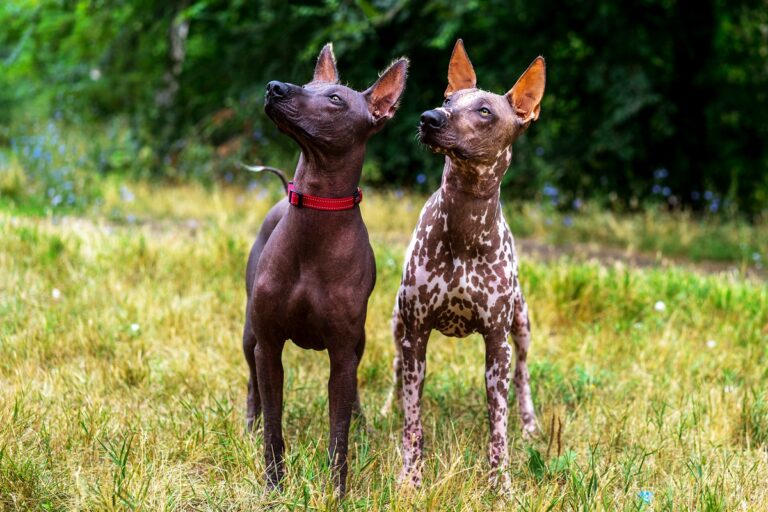 Razze canine: elenco, descrizione, schede | zooplus Magazine