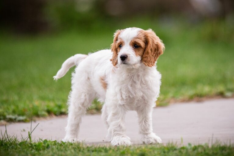 Cavachon: carattere, aspetto, prezzo | zooplus Magazine