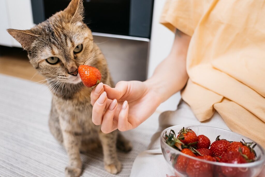 I gatti possono mangiare le fragole? | zooplus Magazine