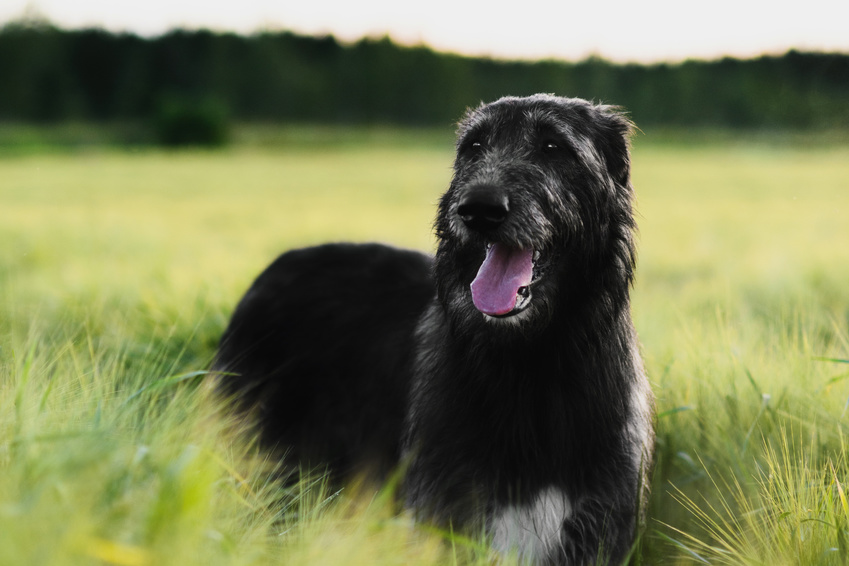 Levriero Irlandese (Irish Wolfhound): aspetto, carattere, prezzo ...