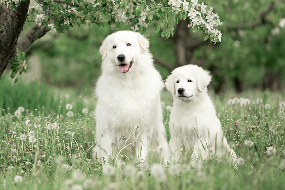 Cane da pastore Maremmano Abruzzese (Maremmano) | zooplus Magazine