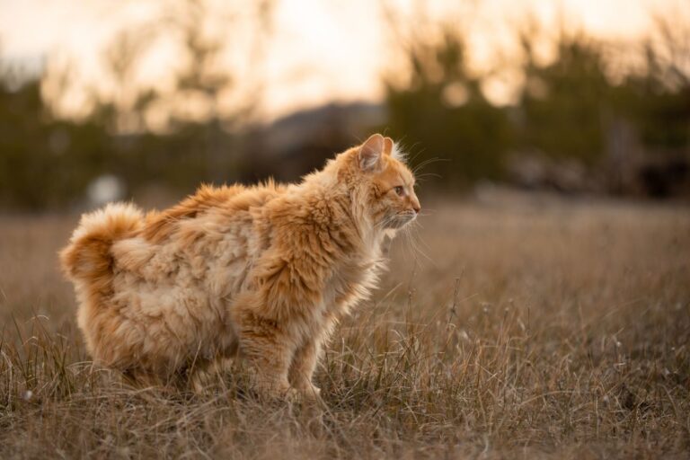 Cymric: aspetto, carattere, prezzo del gatto | zooplus Magazine