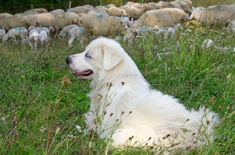 Cani da guardiania: tutte le razze dei cani da protezione | zooplus ...