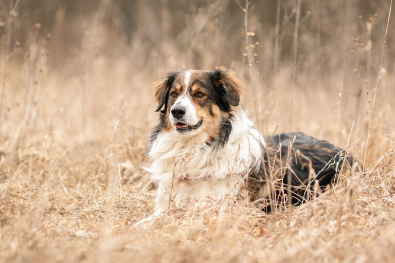 English Shepherd: carattere, aspetto, prezzo | zooplus Magazine