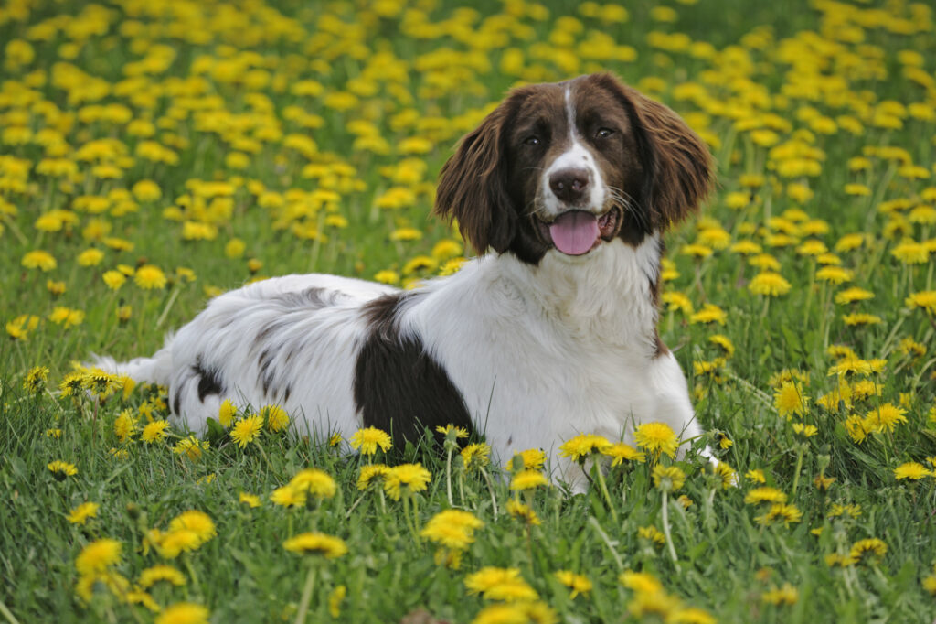 Springer Spaniel inglese: carattere, aspetto, prezzo | zooplus Magazine