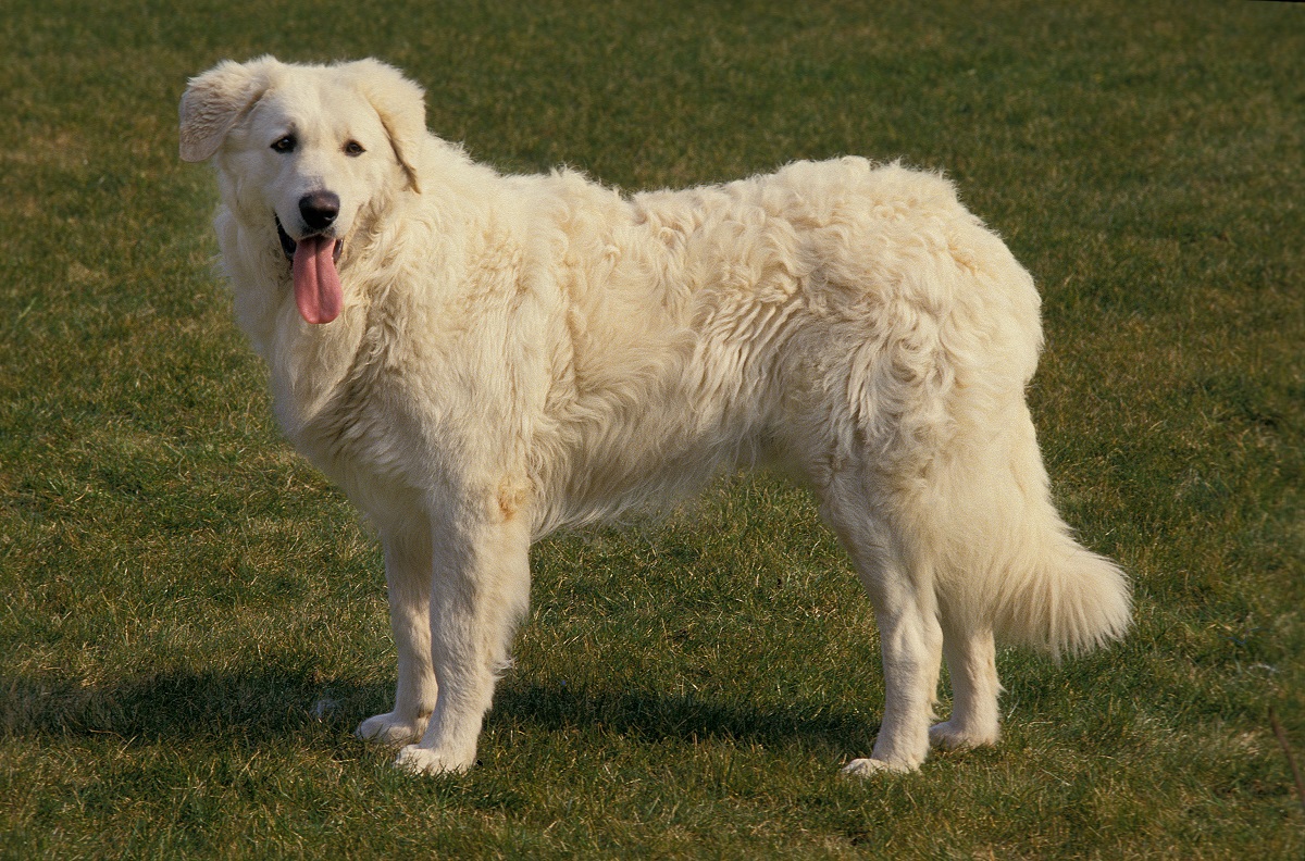 Cani da guardiania: tutte le razze dei cani da protezione | zooplus ...