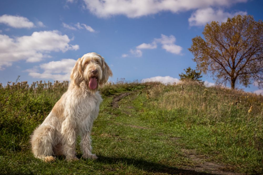 Spinone Italiano: aspetto, carattere, prezzo | zooplus Magazine