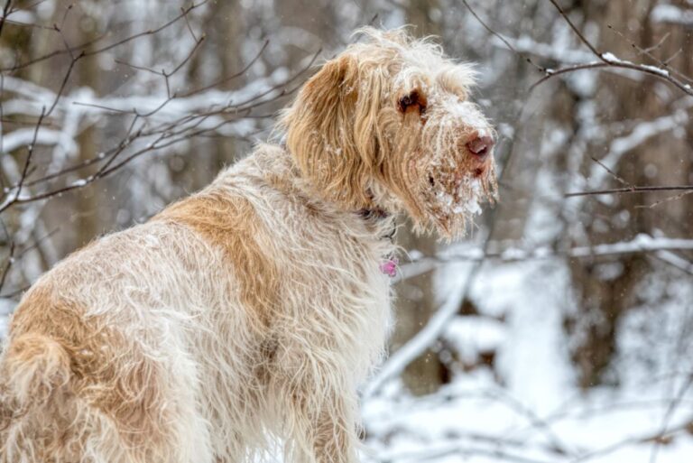 Spinone Italiano: aspetto, carattere, prezzo | zooplus Magazine