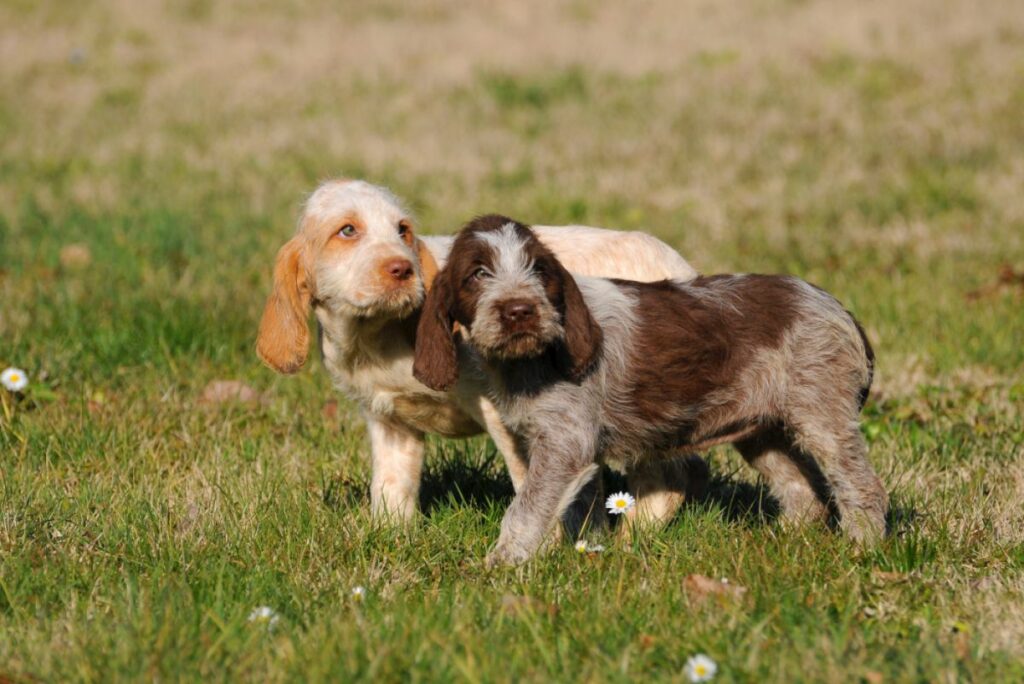Spinone Italiano: aspetto, carattere, prezzo | zooplus Magazine