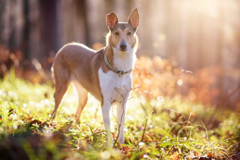 Cane da pastore scozzese a pelo corto o Smooth Collie | zooplus Magazine