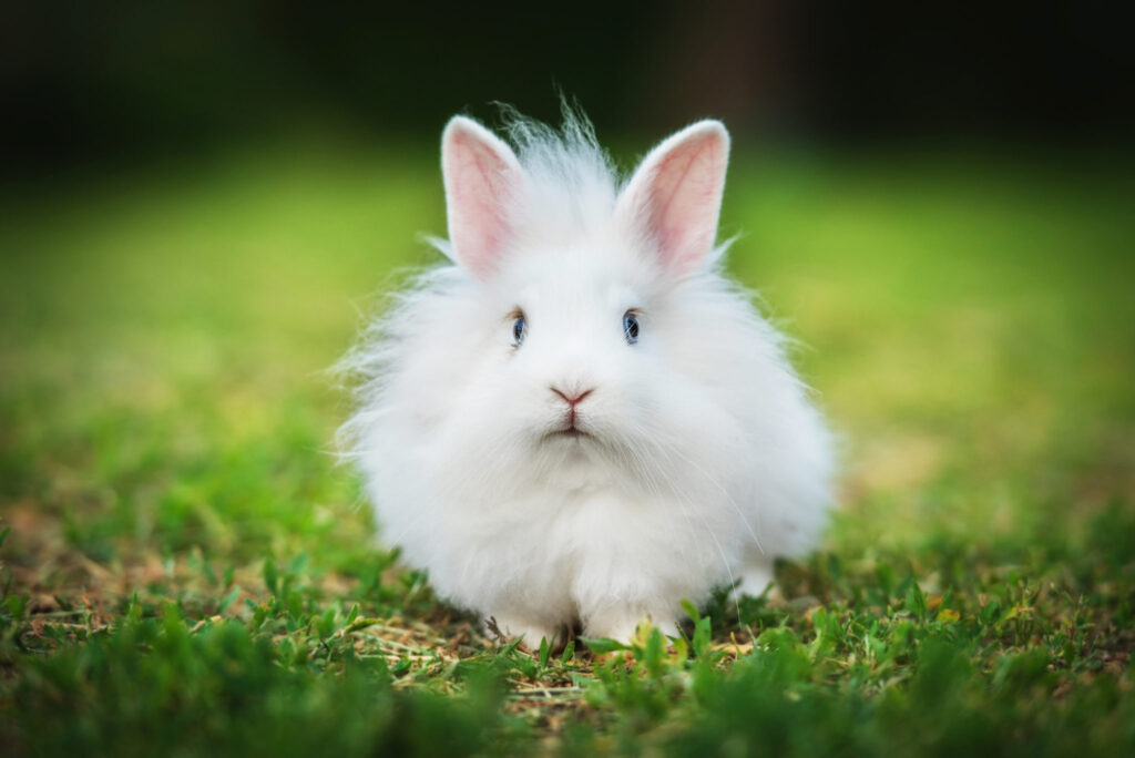 Quanto è impegnativo un coniglio nano? | zooplus Magazine