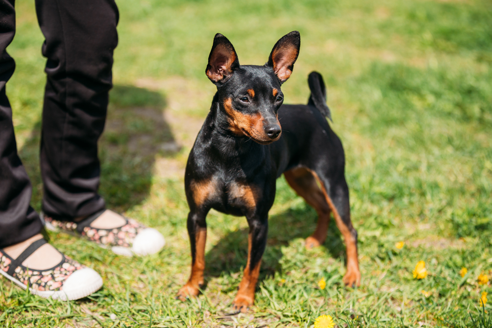 Pinscher nano: carattere, prezzo, aspetto | zooplus Magazine
