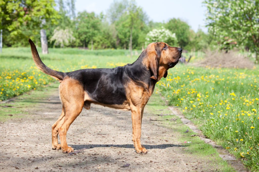Chien de Saint-Hubert (Bloodhound) | zooplus Magazine