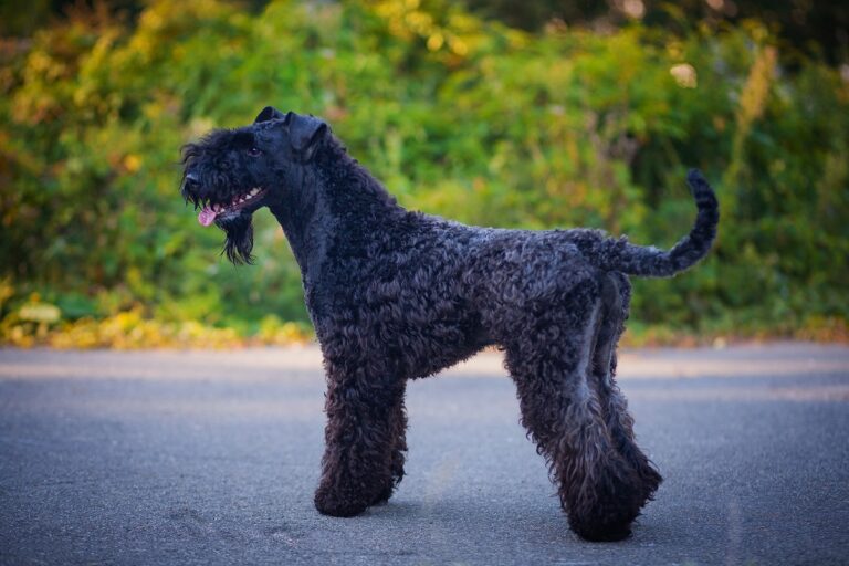 Kerry Blue Terrier: aspetto, alimentazione, prezzo | zooplus Magazine