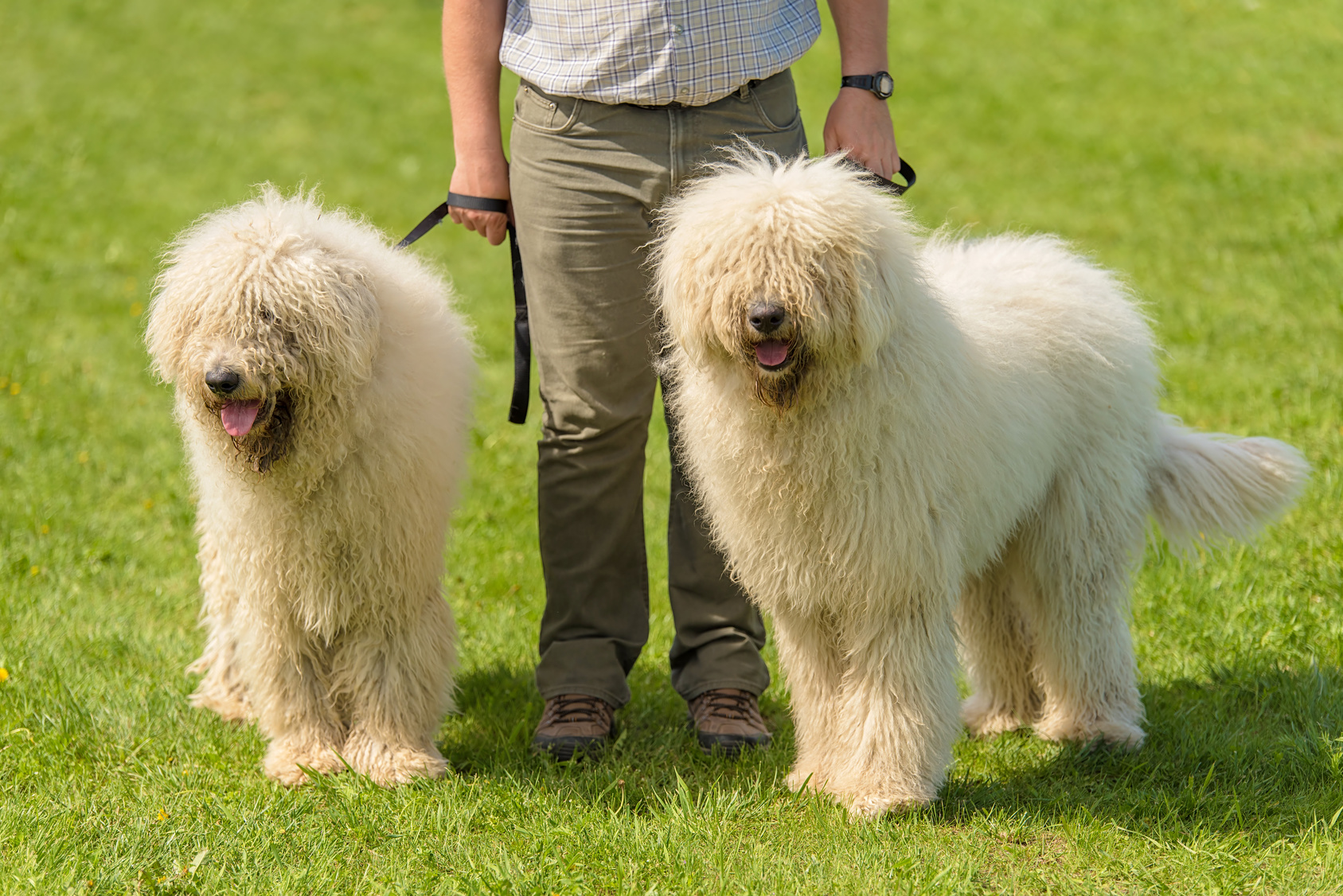 Komondor: carattere, aspetto, prezzo | zooplus Magazine