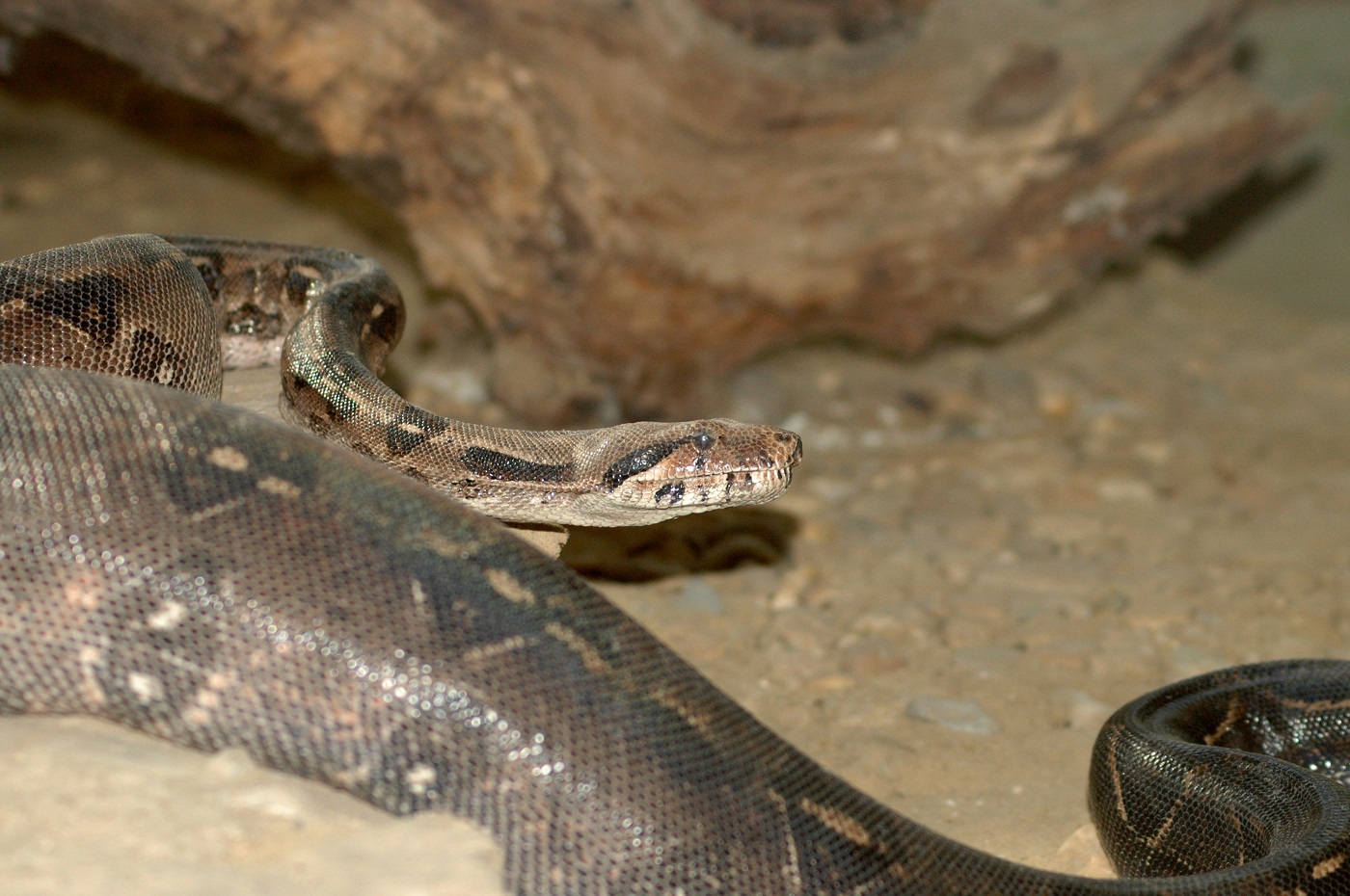 Boa constrictor (Boa costrittore): dimensioni, prezzo | zooplus Magazine