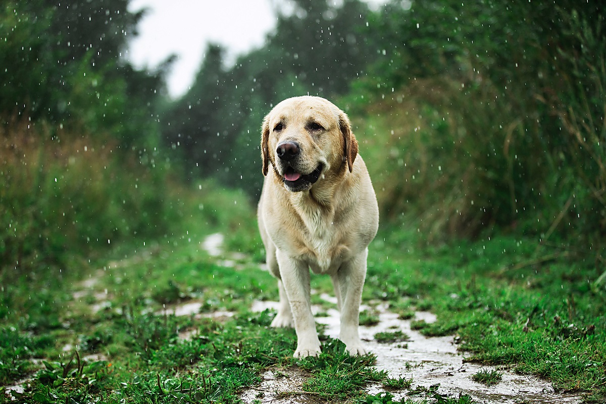 Il mio cane puzza: cause e consigli | zooplus Magazine
