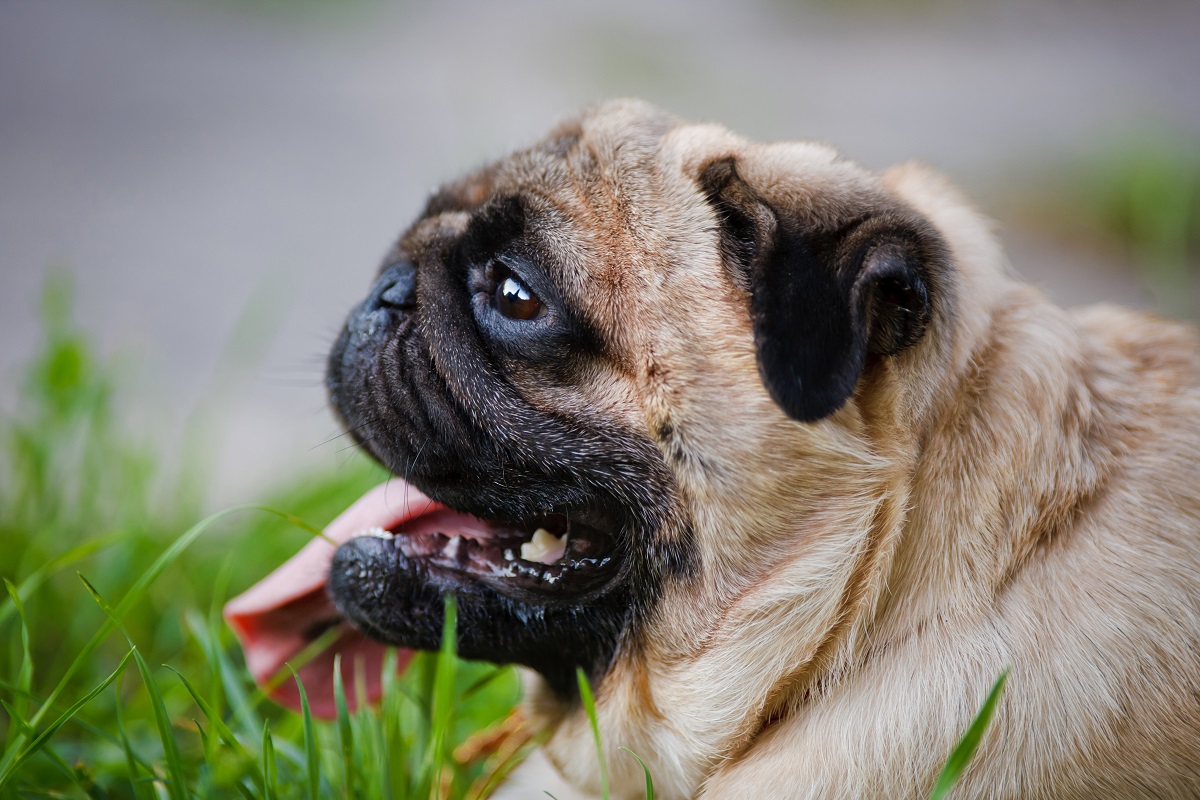 Cani con il “muso schiacciato”: le razze brachicefale | zooplus Magazine