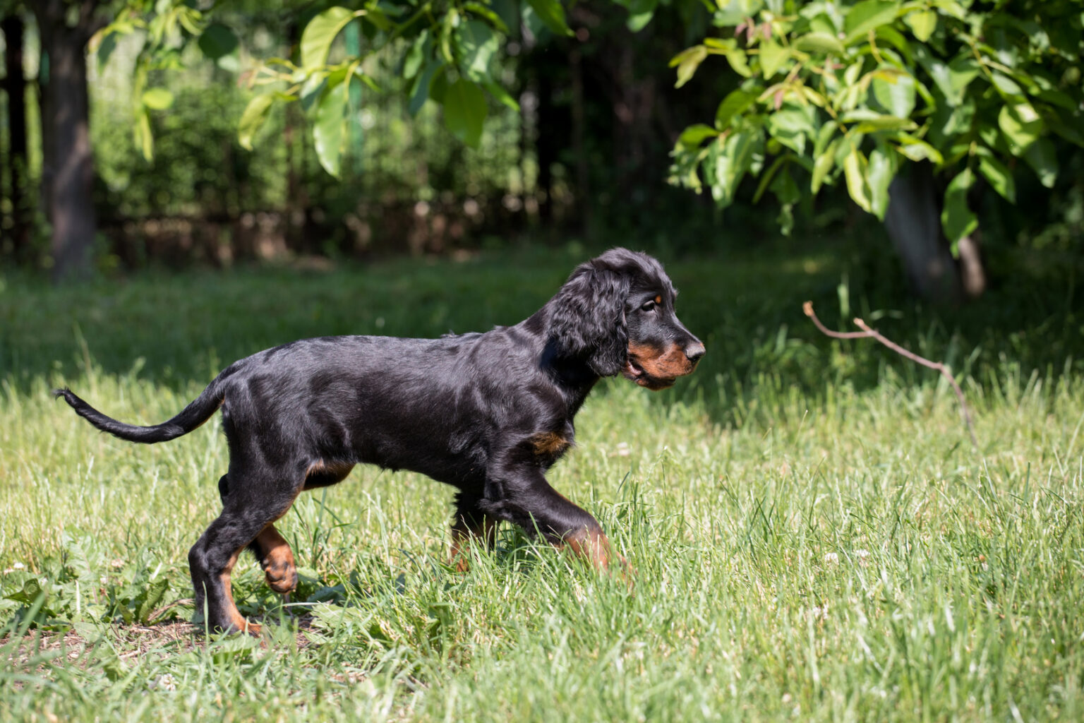 Gordon Setter: aspetto, prezzo, carattere | zooplus Magazine