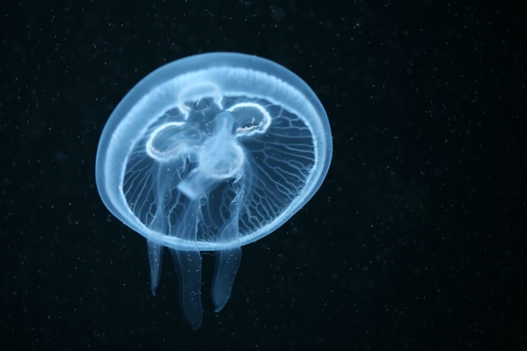 È possibile allevare meduse in acquario? | zooplus Magazine