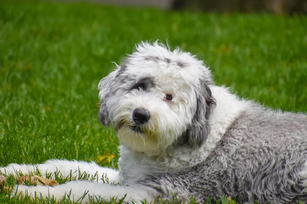 Sheepadoodle | zooplus Magazine
