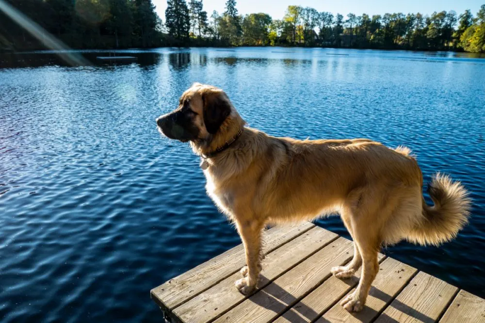 Germanischer Barenhund Zuchter Deutschland