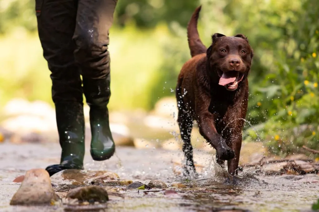 Attività per il cane: comprendere le sue esigenze e tenerlo ...